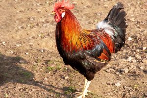 The World's National Birds – World Wildlife Day – Expat Explore