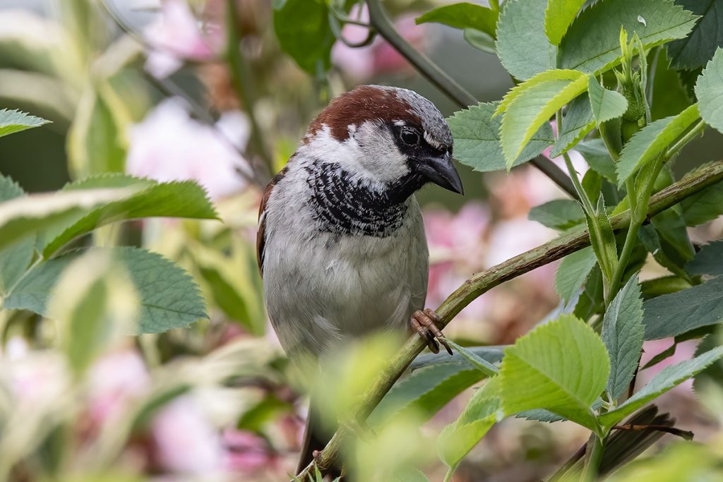 The World's National Birds – World Wildlife Day – Expat Explore