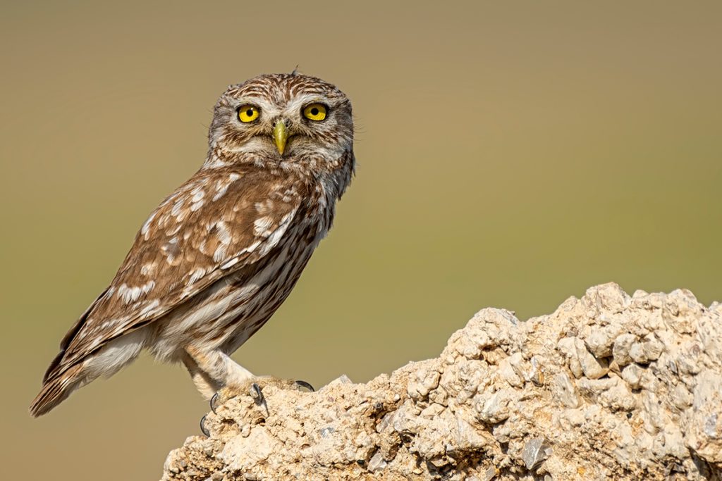 The World's National Birds – World Wildlife Day – Expat Explore