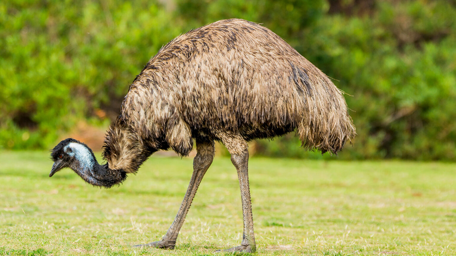 The World's National Birds – World Wildlife Day – Expat Explore
