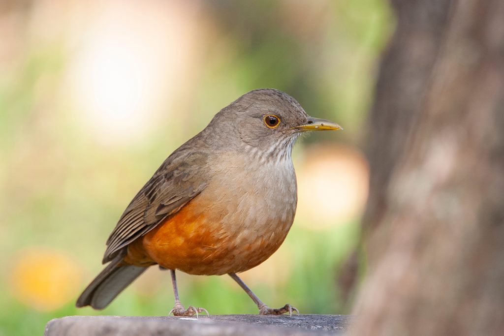 The World's National Birds – World Wildlife Day – Expat Explore